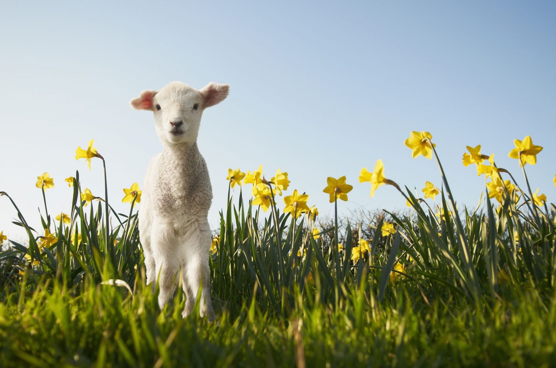1487251720-lamb-with-daffodils1 | Lords Seat Bed & Breakfast